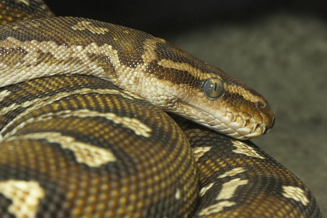 Snake and Seek | San Diego Zoo Wildlife Alliance